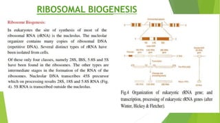 Nucleus - Structure and function of nucleolus | PPT