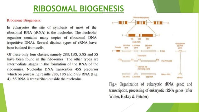 Nucleus Structure And Function Of Nucleolus Ppt