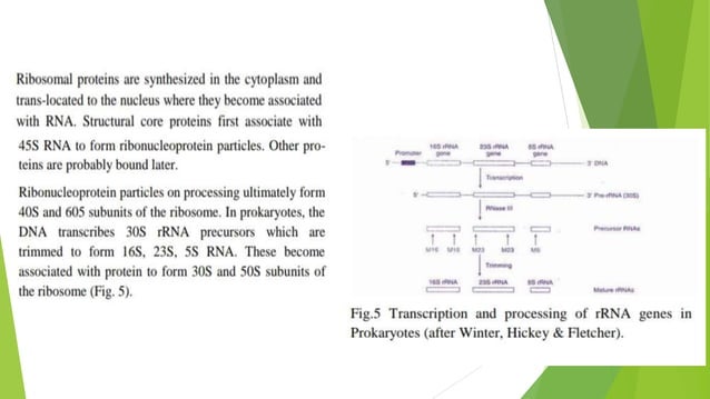 Nucleus Structure And Function Of Nucleolus Ppt