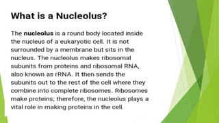 Nucleus - Structure and function of nucleolus | PPT