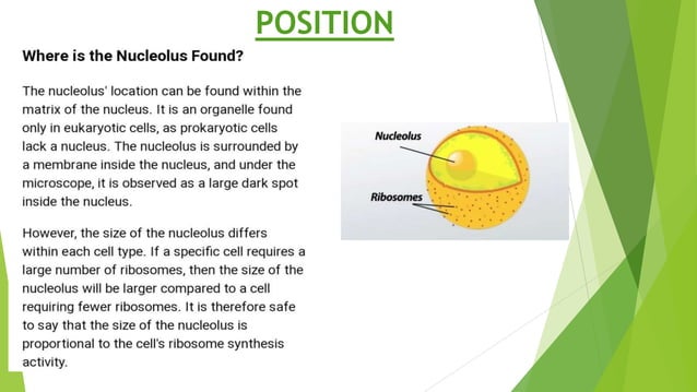 Nucleus Structure And Function Of Nucleolus Ppt