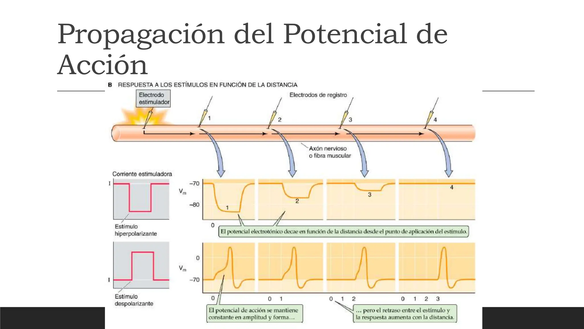 7.Excitabilidad neuronal y potencial de accion (1).pptx