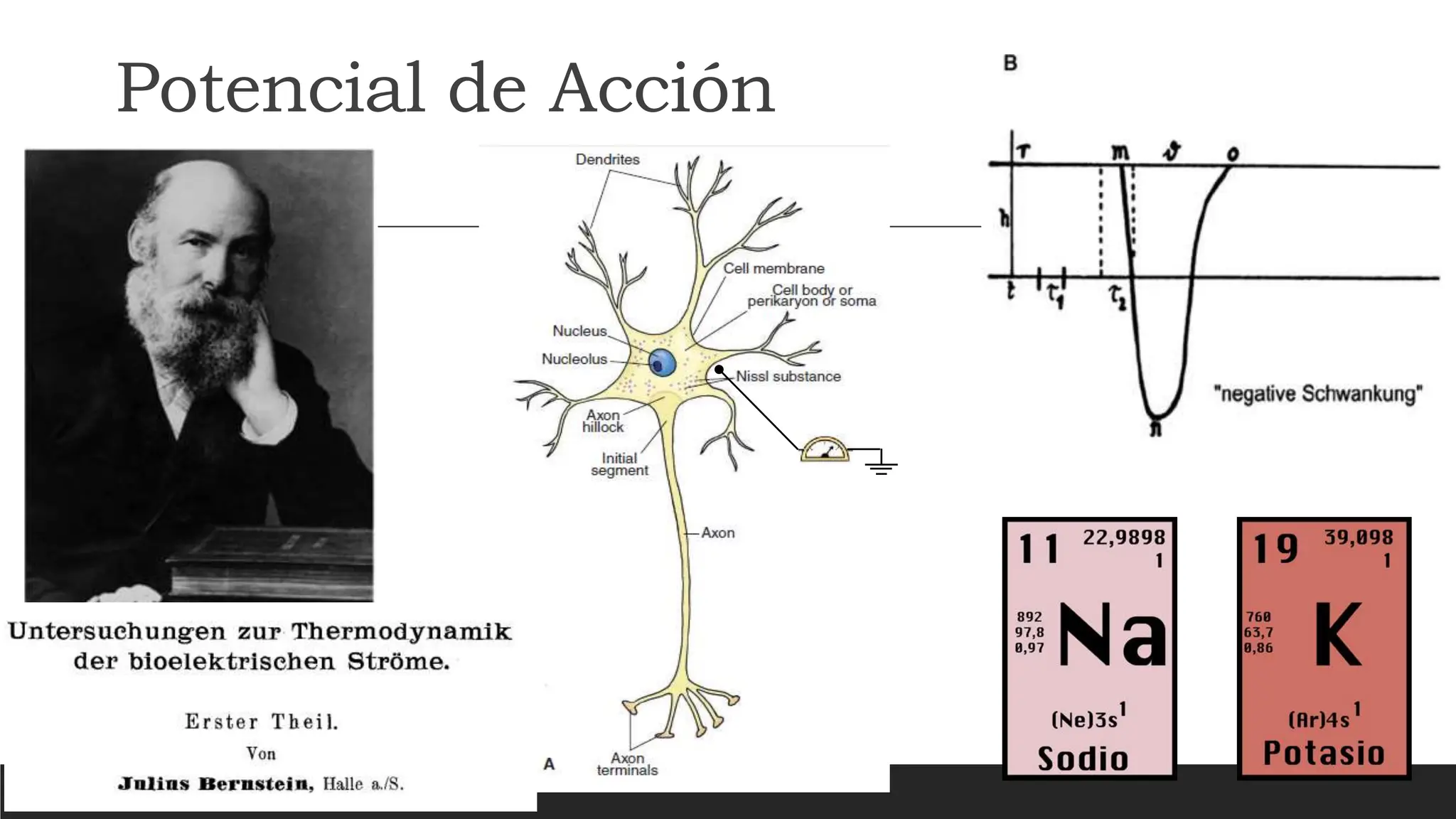 7.Excitabilidad neuronal y potencial de accion (1).pptx
