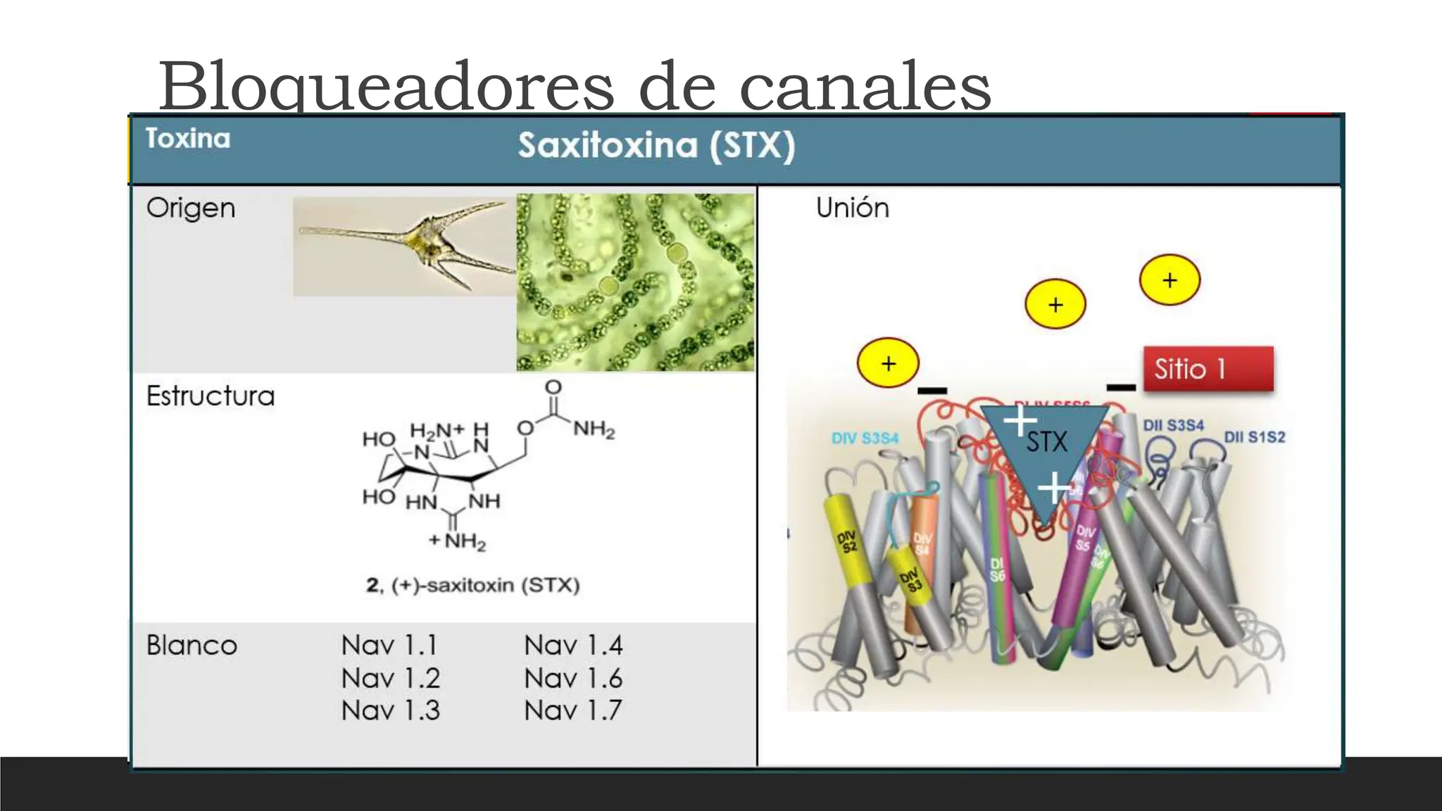 7.Excitabilidad neuronal y potencial de accion (1).pptx