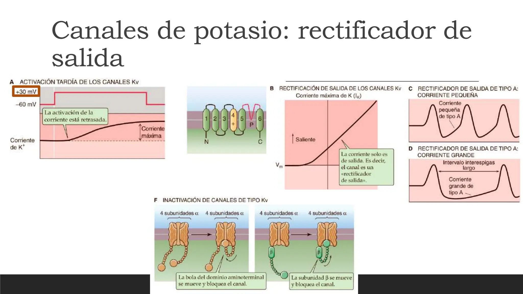 7.Excitabilidad neuronal y potencial de accion (1).pptx