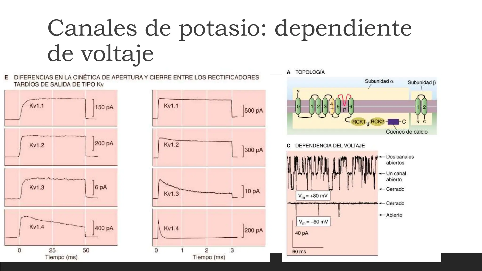 7.Excitabilidad neuronal y potencial de accion (1).pptx