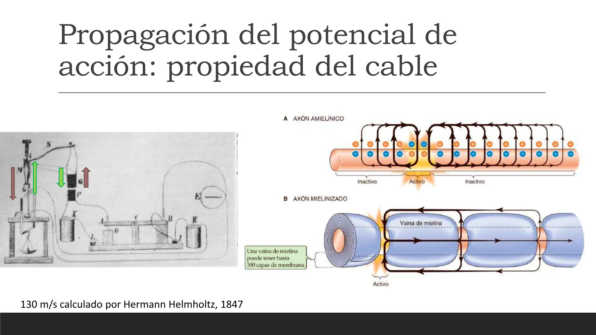7.Excitabilidad neuronal y potencial de accion (1).pptx