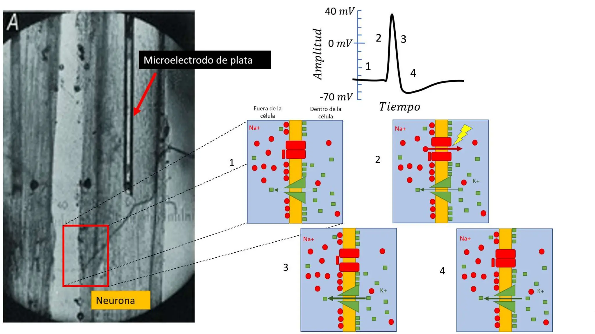 7.Excitabilidad neuronal y potencial de accion (1).pptx