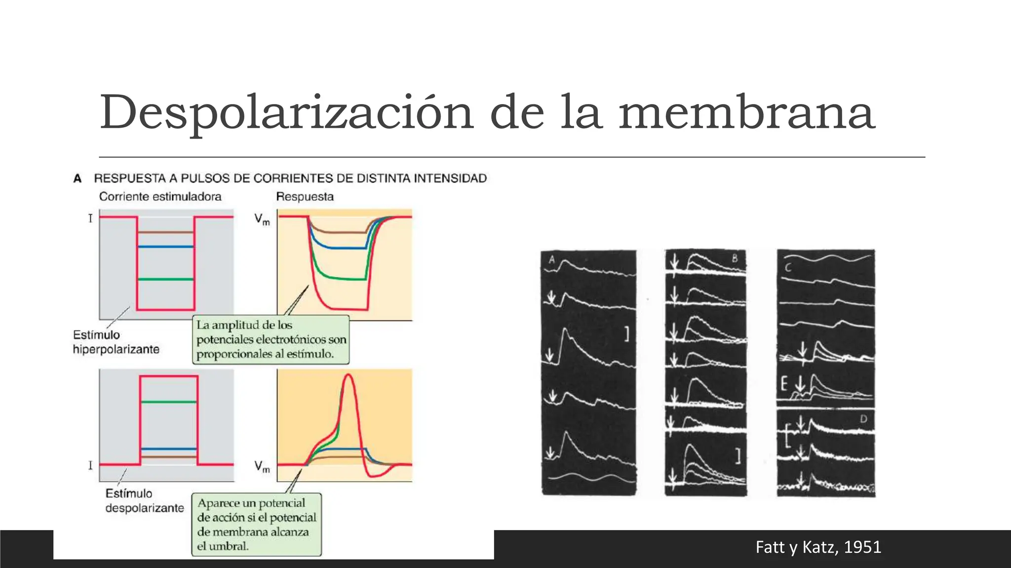 7.Excitabilidad neuronal y potencial de accion (1).pptx