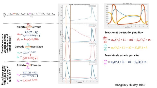 7.Excitabilidad neuronal y potencial de accion (1).pptx