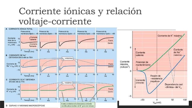 7.Excitabilidad neuronal y potencial de accion (1).pptx