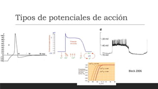7.Excitabilidad neuronal y potencial de accion (1).pptx