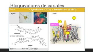 7.Excitabilidad neuronal y potencial de accion (1).pptx