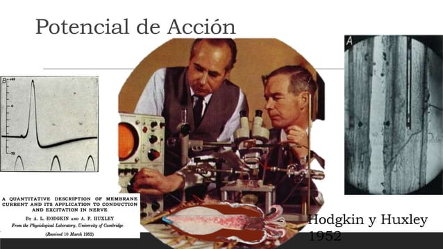 7.Excitabilidad neuronal y potencial de accion (1).pptx