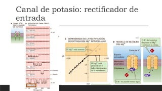 7.Excitabilidad neuronal y potencial de accion (1).pptx