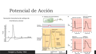 7.Excitabilidad neuronal y potencial de accion (1).pptx