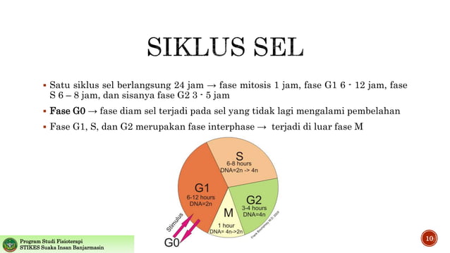 MATERI BIOLOGI MOLEKULER - PEMBELAHAN SEL.pptx