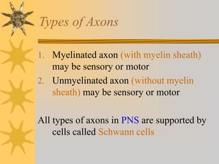 7.central Nervous system histological anatomy | PPT | Brain and Nervous ...