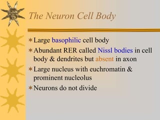 7.central Nervous system histological anatomy | PPT | Brain and Nervous ...