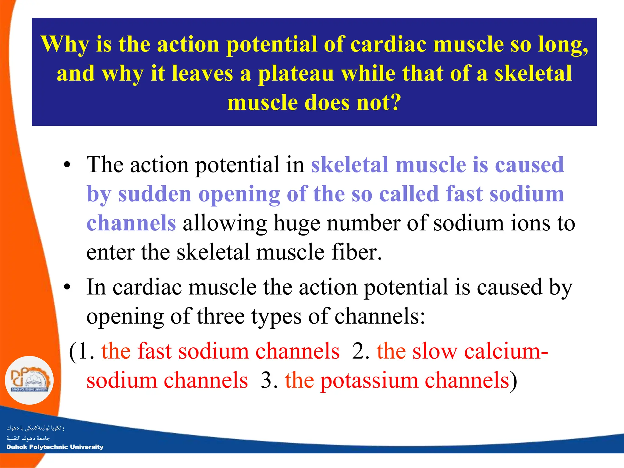 7.Cardiac Excitation and Cardiac Conductive System.ppt