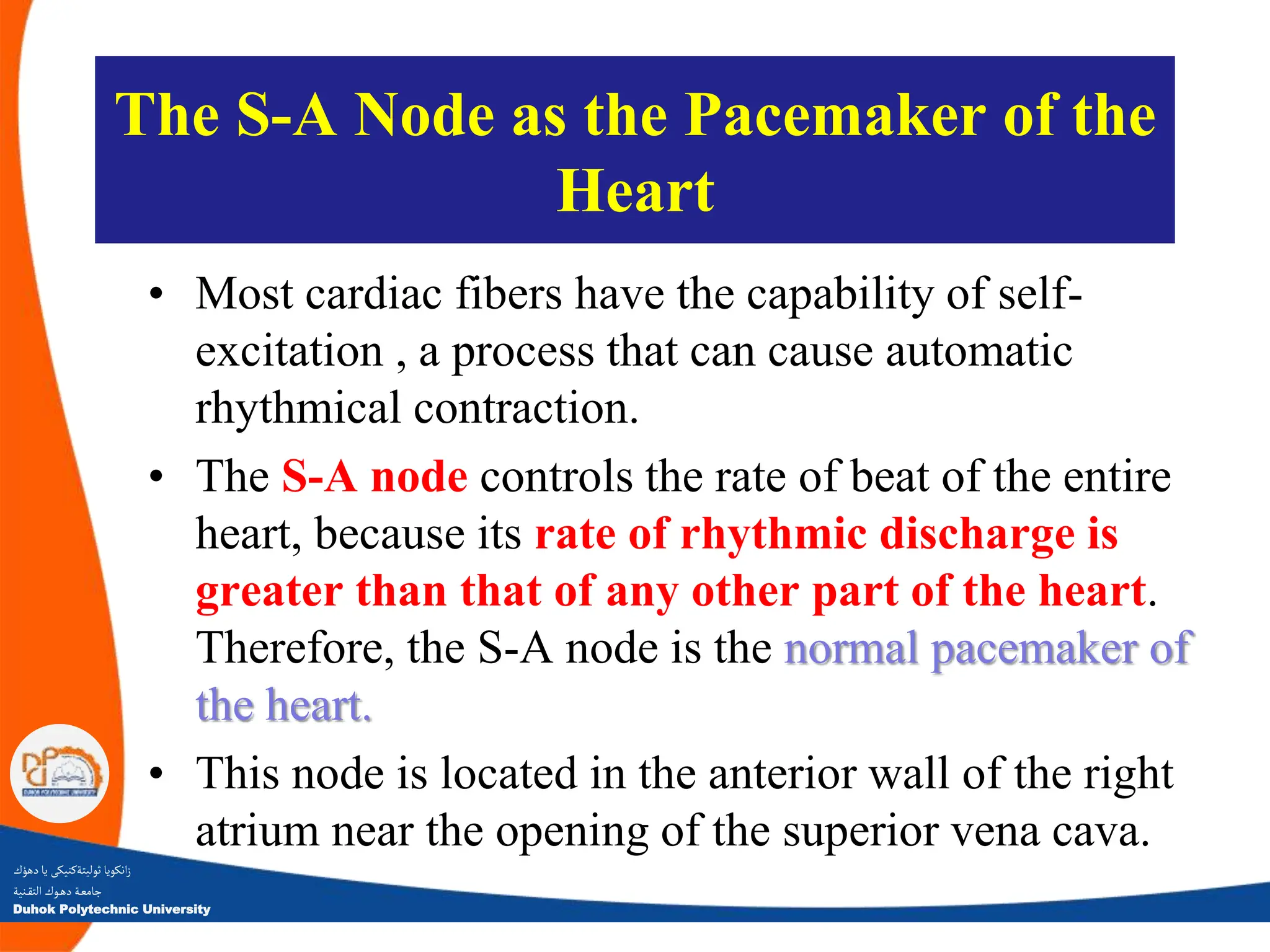 7.Cardiac Excitation and Cardiac Conductive System.ppt