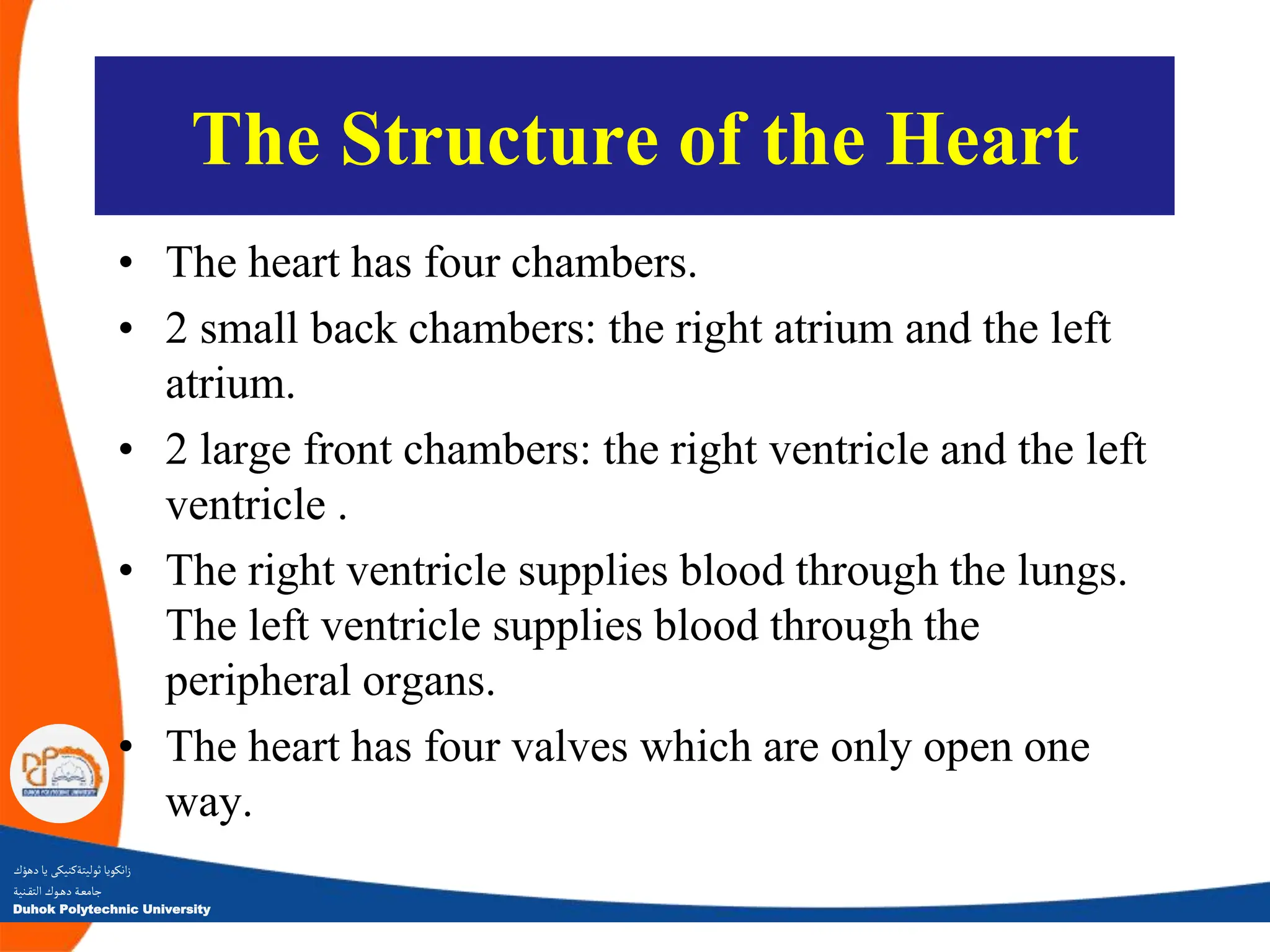 7.Cardiac Excitation and Cardiac Conductive System.ppt