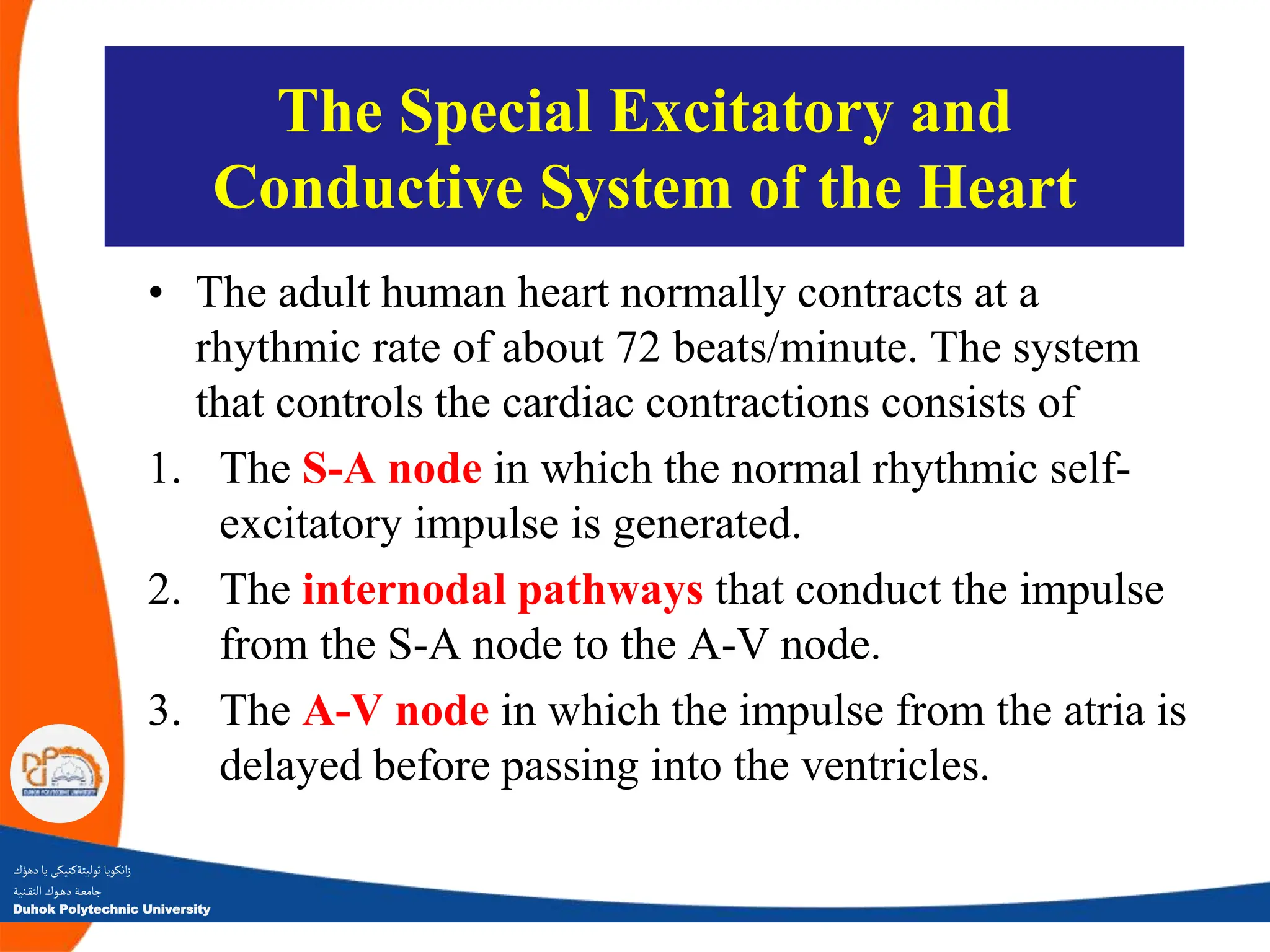 7.Cardiac Excitation and Cardiac Conductive System.ppt
