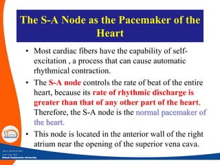 7.Cardiac Excitation and Cardiac Conductive System.ppt