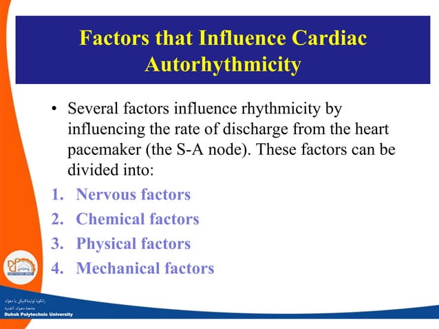 7.Cardiac Excitation and Cardiac Conductive System.ppt