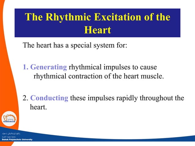 7.Cardiac Excitation and Cardiac Conductive System.ppt
