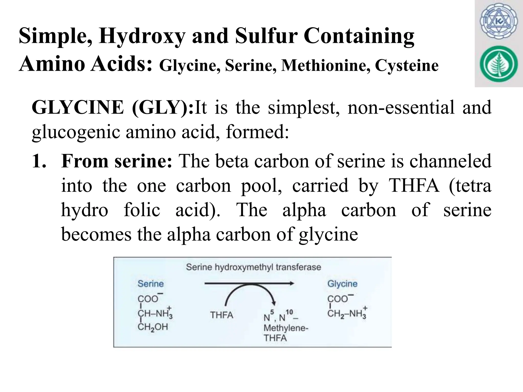 Amino Acid Metabolism for MBBS, Laboratory Medicine.pptx