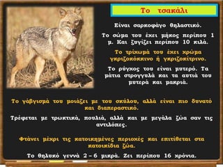 7.ΑΓΡΙΜΙΑ.pptx ΕΝΟΤΗΤΑ ΖΩΑ ΜΕΛΕΤΗ Γ ΔΗΜΟΤΙΚΟΥ | PPTX