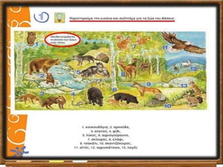 7.ΑΓΡΙΜΙΑ.pptx ΕΝΟΤΗΤΑ ΖΩΑ ΜΕΛΕΤΗ Γ ΔΗΜΟΤΙΚΟΥ | PPTX