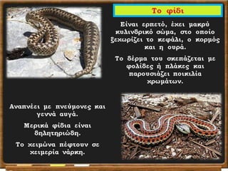 7.ΑΓΡΙΜΙΑ.pptx ΕΝΟΤΗΤΑ ΖΩΑ ΜΕΛΕΤΗ Γ ΔΗΜΟΤΙΚΟΥ | PPTX
