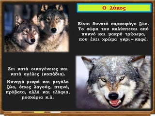 7.ΑΓΡΙΜΙΑ.pptx ΕΝΟΤΗΤΑ ΖΩΑ ΜΕΛΕΤΗ Γ ΔΗΜΟΤΙΚΟΥ | PPTX