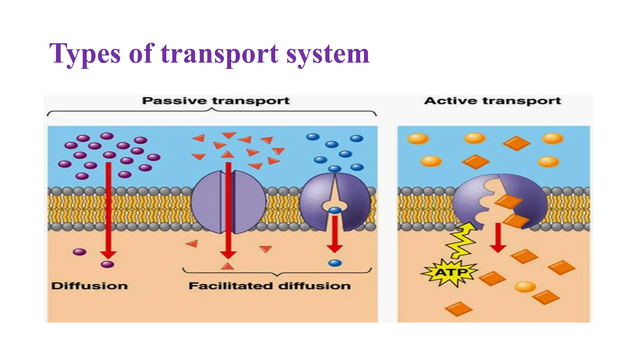 Transport across cell membrane, CELL MEMBRANE | PPT