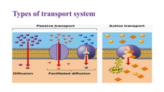 Transport across cell membrane, CELL MEMBRANE | PPTX