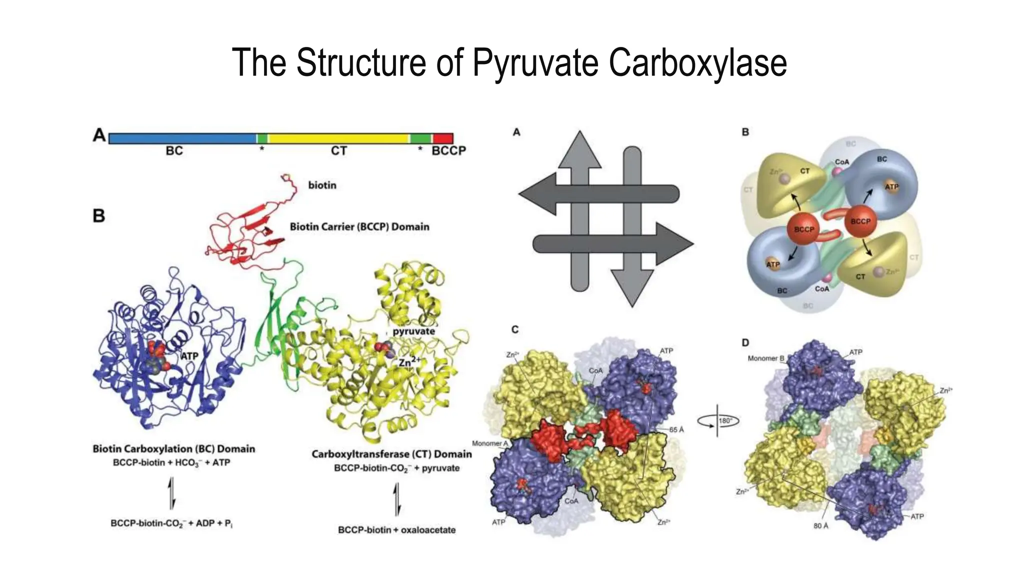 Lipid Biosynthesis - Metabolism of Lipids | PPTX