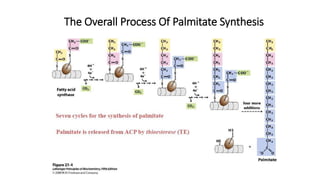 Lipid Biosynthesis - Metabolism of Lipids | PPT