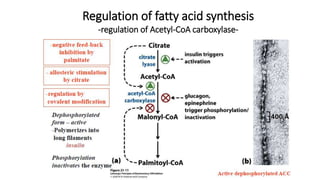 Lipid Biosynthesis - Metabolism of Lipids | PPT