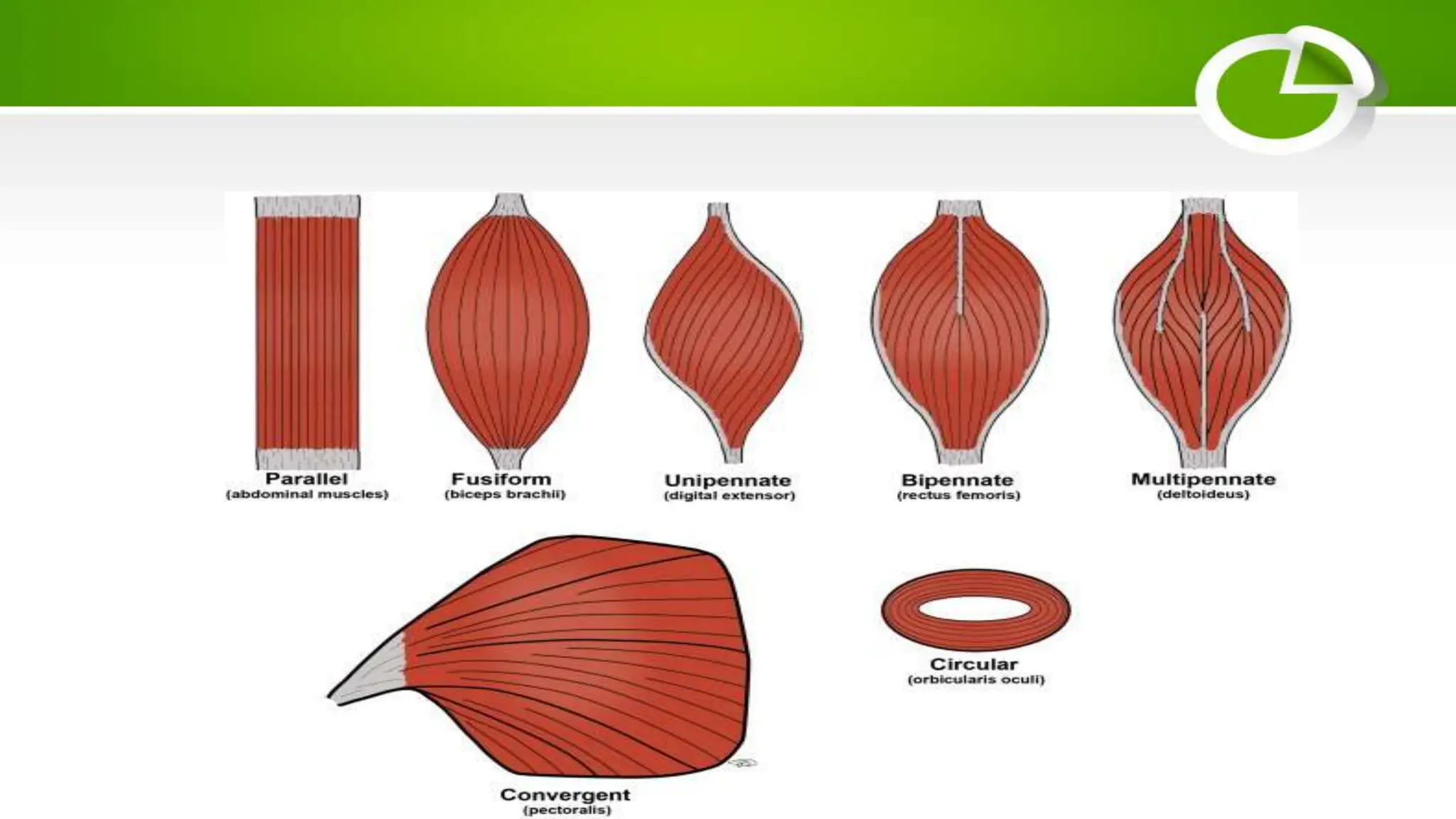 Muscle Types: Skeletal, Smooth, and Cardiac | PPTX | Heart and ...