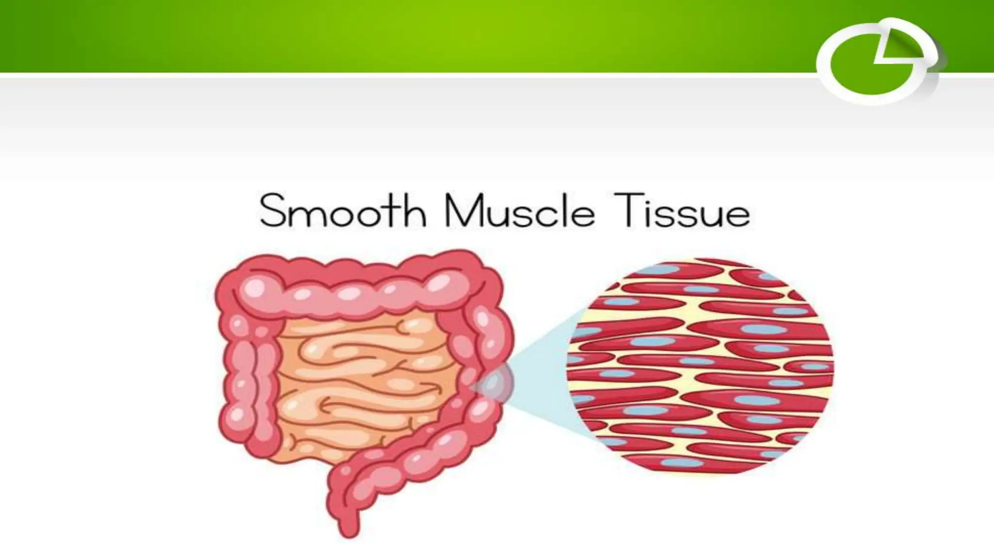 Muscle Types: Skeletal, Smooth, and Cardiac | PPTX