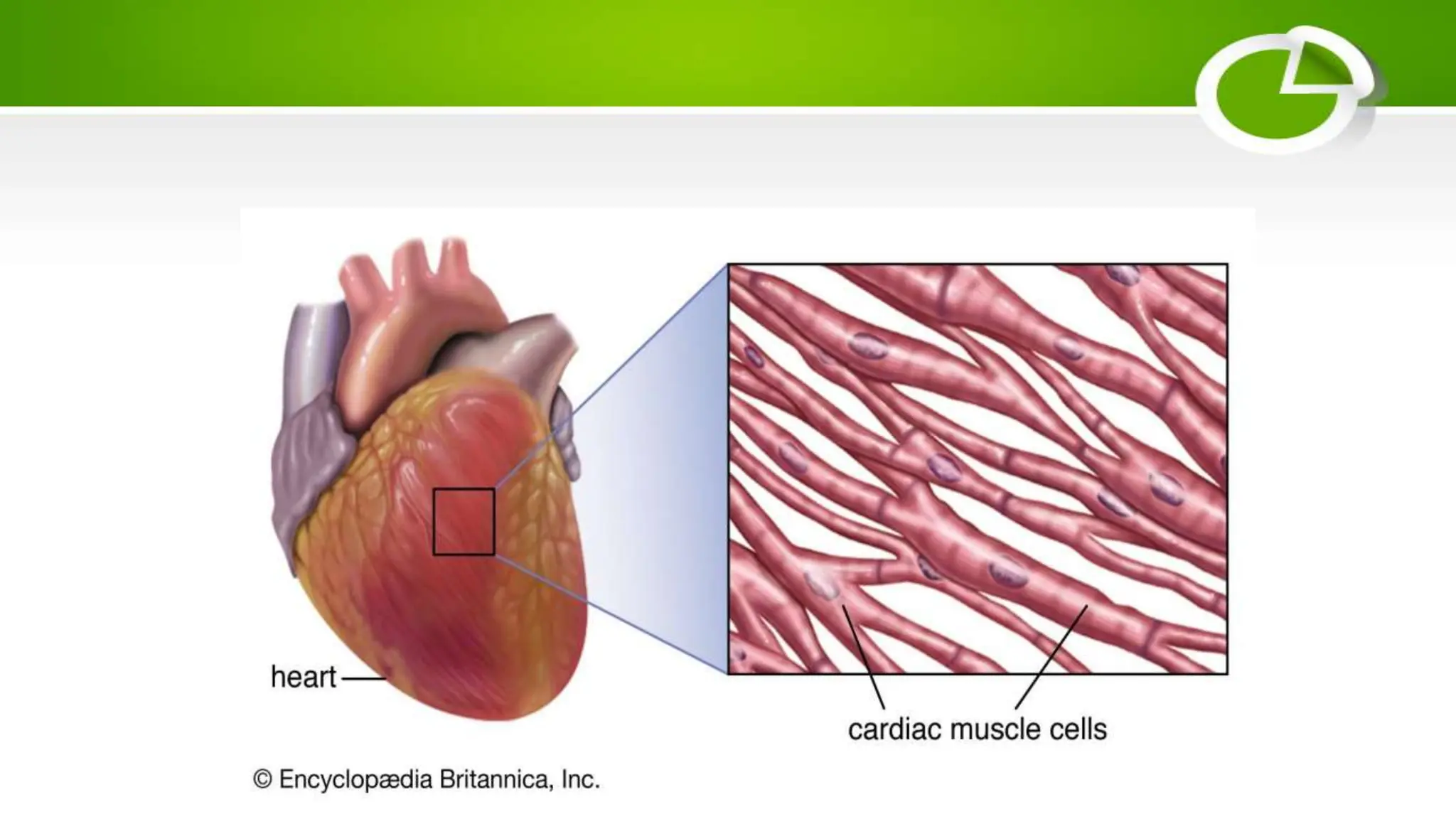 Muscle Types: Skeletal, Smooth, and Cardiac | PPTX | Heart and ...