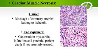 Muscle Types: Skeletal, Smooth, and Cardiac | PPTX