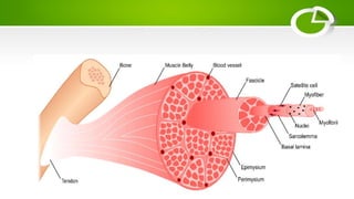 Muscle Types: Skeletal, Smooth, and Cardiac | PPTX