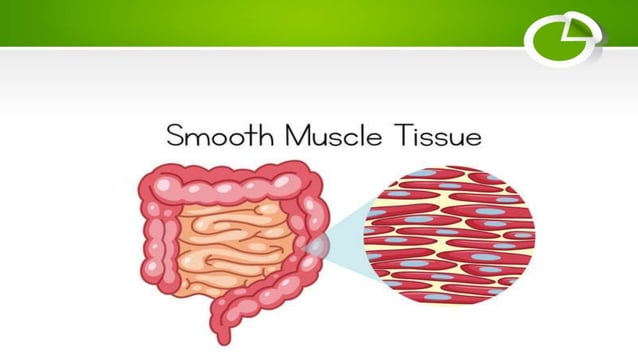 Muscle Types: Skeletal, Smooth, and Cardiac | PPTX | Heart and ...