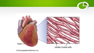 Muscle Types: Skeletal, Smooth, and Cardiac | PPTX