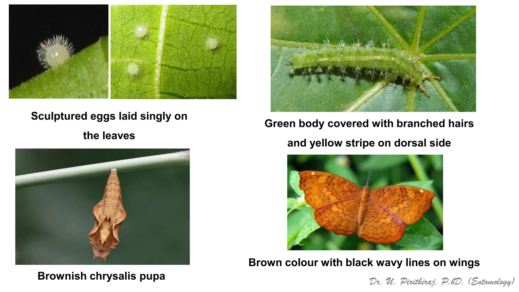 Pests of castor_Binomics_Identification_Dr.UPR.pdf