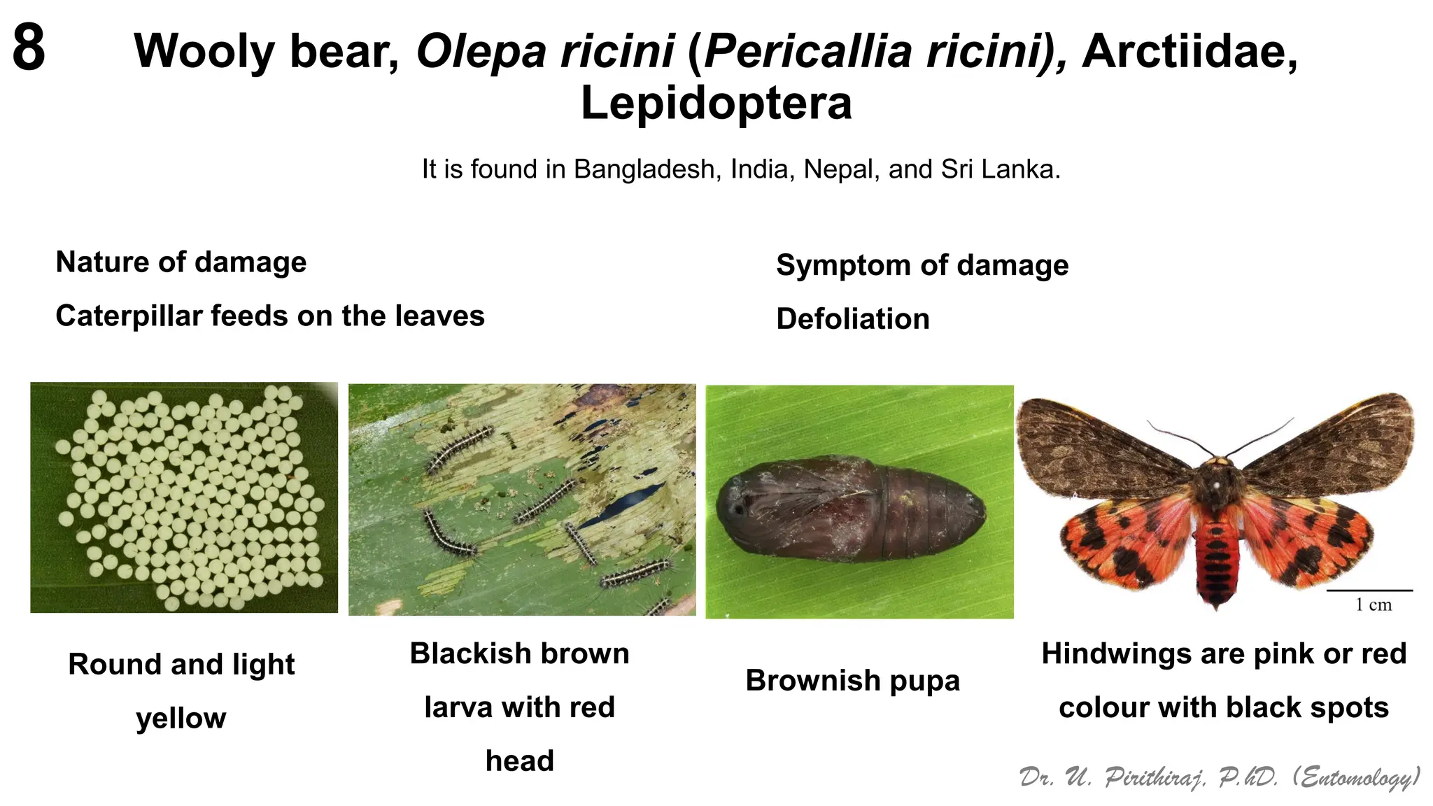 Pests of castor_Binomics_Identification_Dr.UPR.pdf