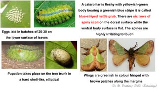Pests of castor_Binomics_Identification_Dr.UPR.pdf